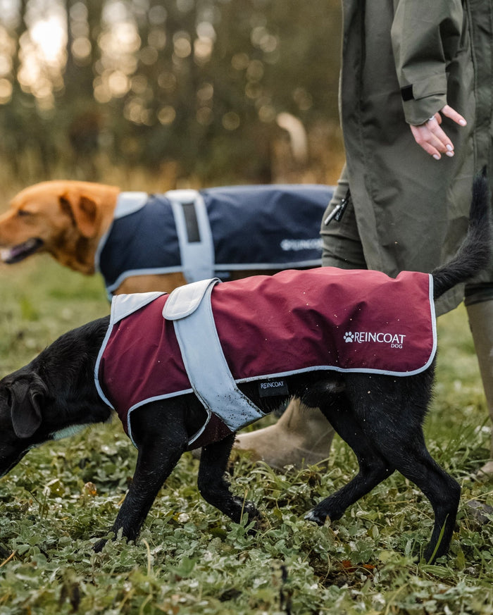Reincoat Dog - Burgundy